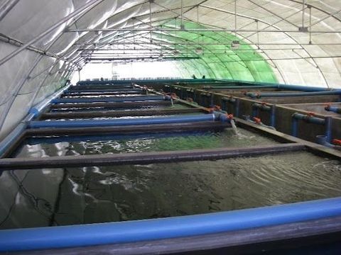 Greenhouse Fish Farming In Kenya An Oasis In The Desert: Greenhouses