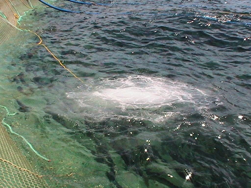Aeration for Aquaculture | Blogs | Aquaculture Solutions