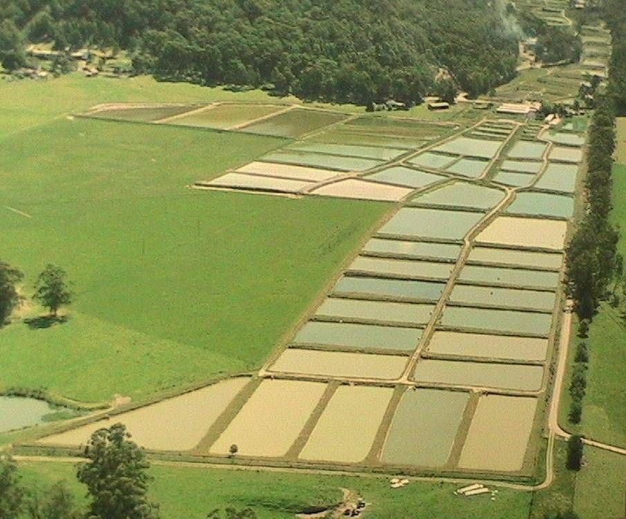 Site Selection for Fish Farming | Blogs | Aquaculture Solutions