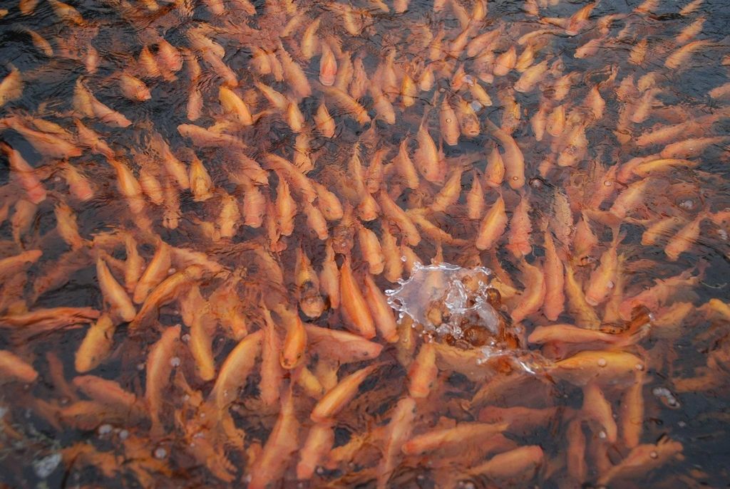 Fish Farming In South Africa How South Africa Focus On The Provinces: